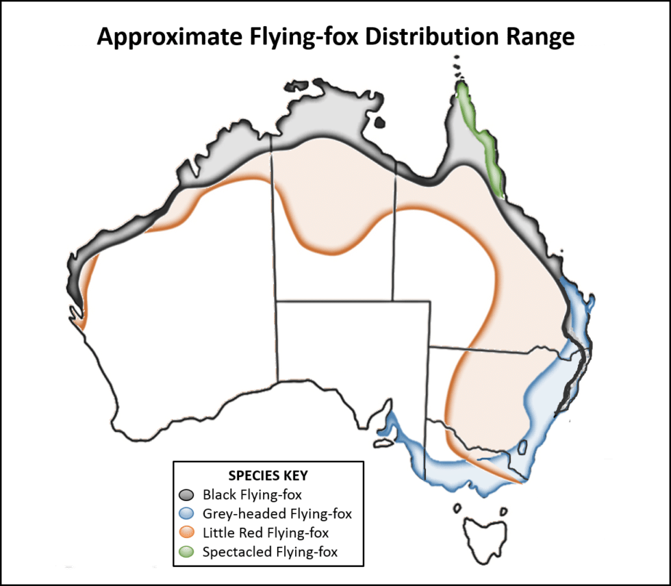 Megabats - Bat Rescue Inc