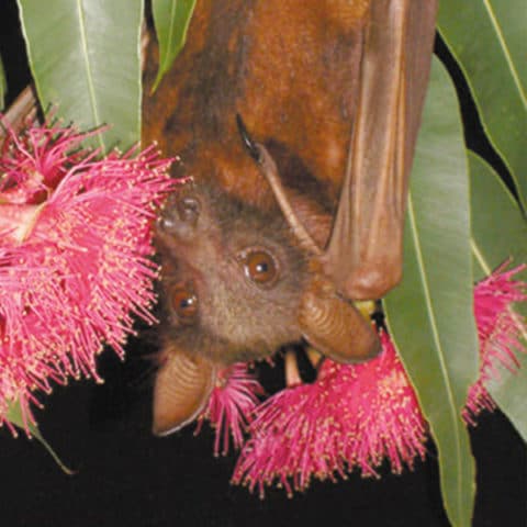 Megabats - Bat Rescue Inc