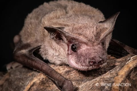Microbats - Bat Rescue Inc
