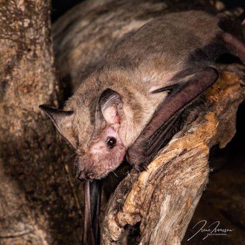 Microbats - Bat Rescue Inc