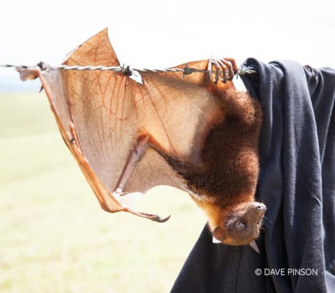 What to do - Bat Rescue Inc