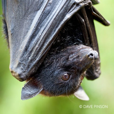 Megabats - Bat Rescue Inc