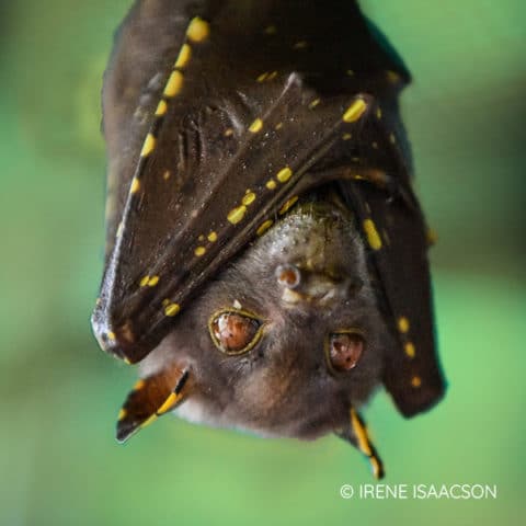 Megabats - Bat Rescue Inc