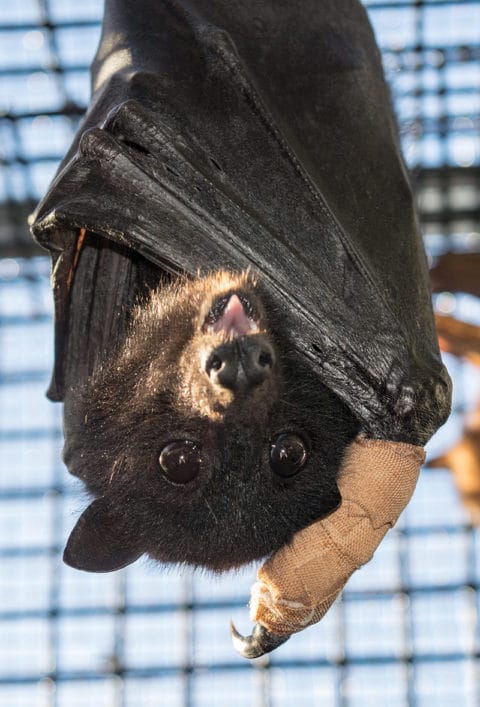 What we do - Bat Rescue Inc