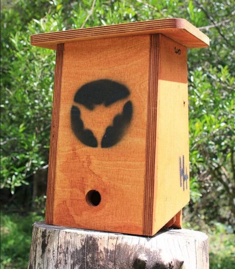 How to Help - Bat Rescue Inc