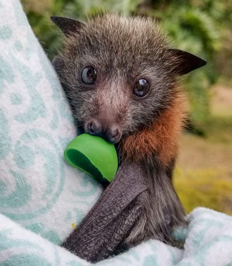 Home - Bat Rescue Inc