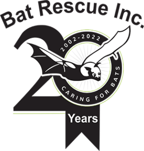 Home - Bat Rescue Inc
